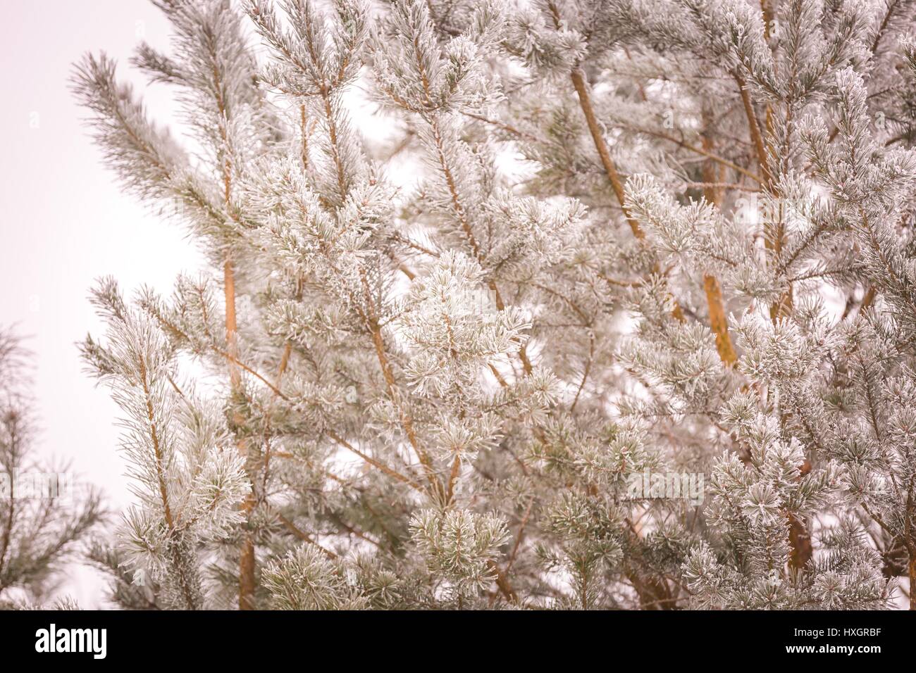Pine tree branch with winter white rime. Hoarfrosted natural pine ...