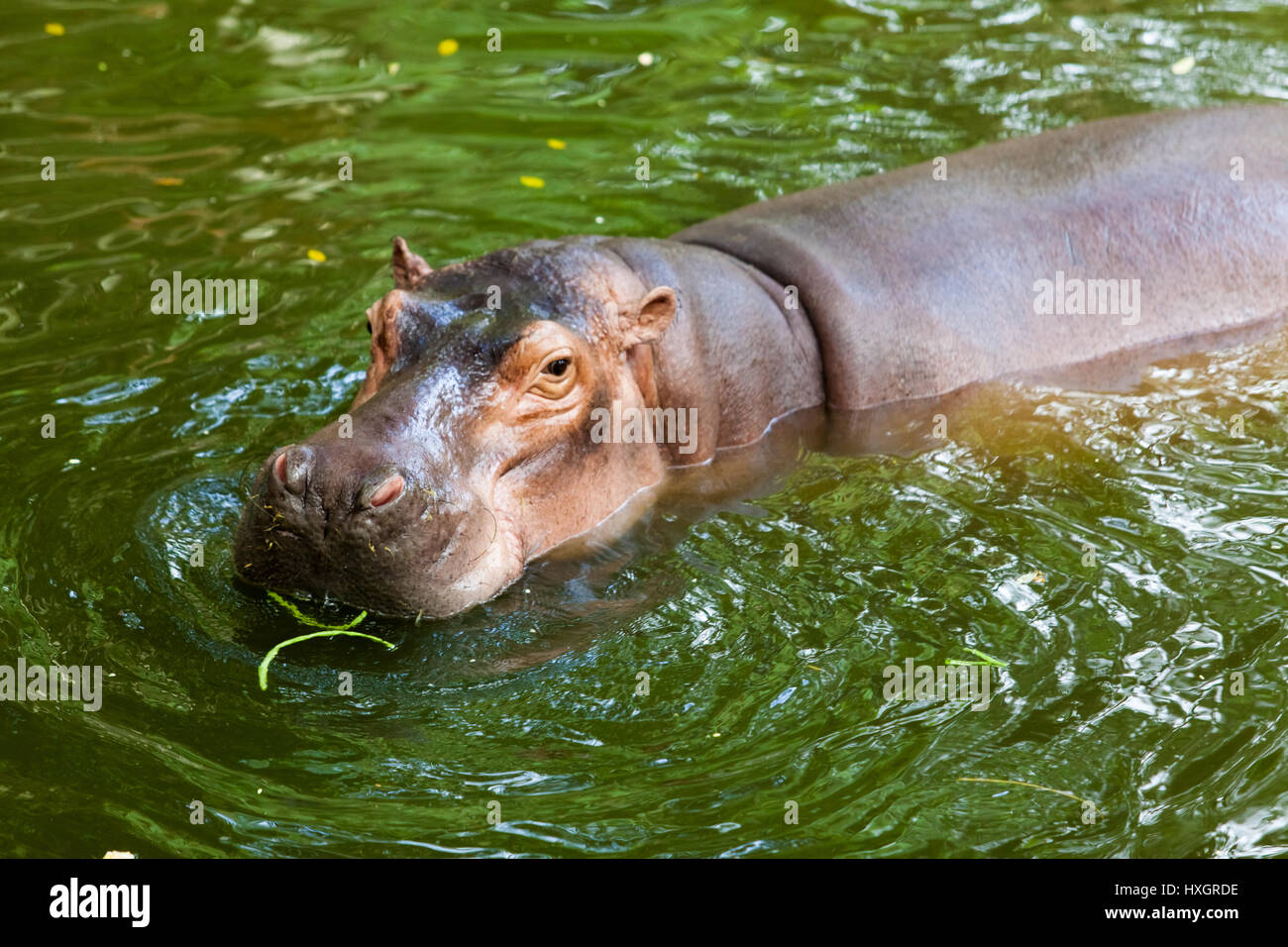 Hippo breeding zoo hi-res stock photography and images - Alamy