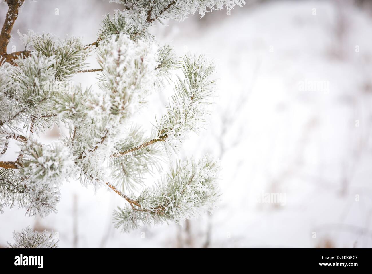 Pine tree branch with winter white rime. Hoarfrosted natural pine ...