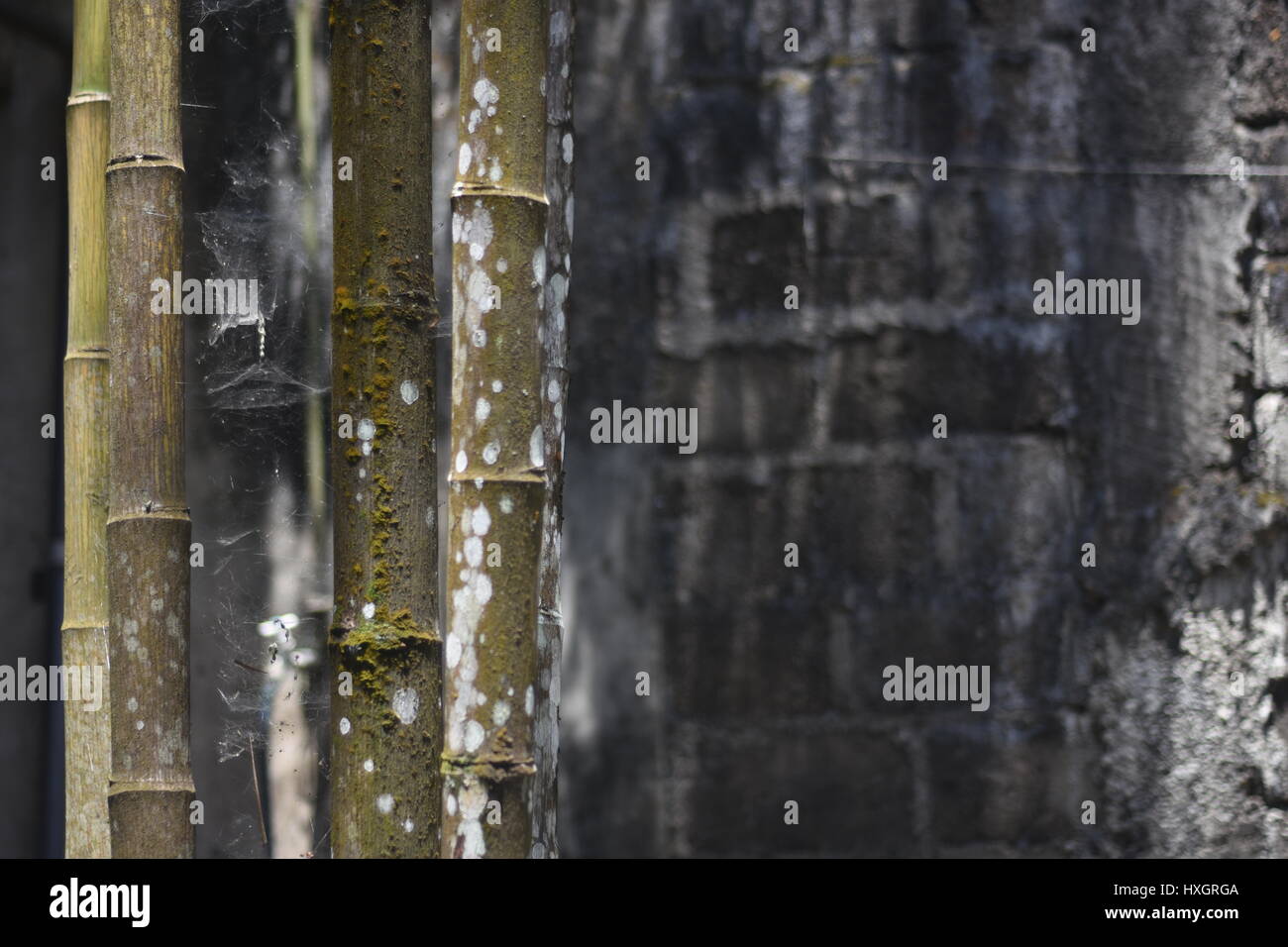 Black Bamboo tree Stock Photo - Alamy