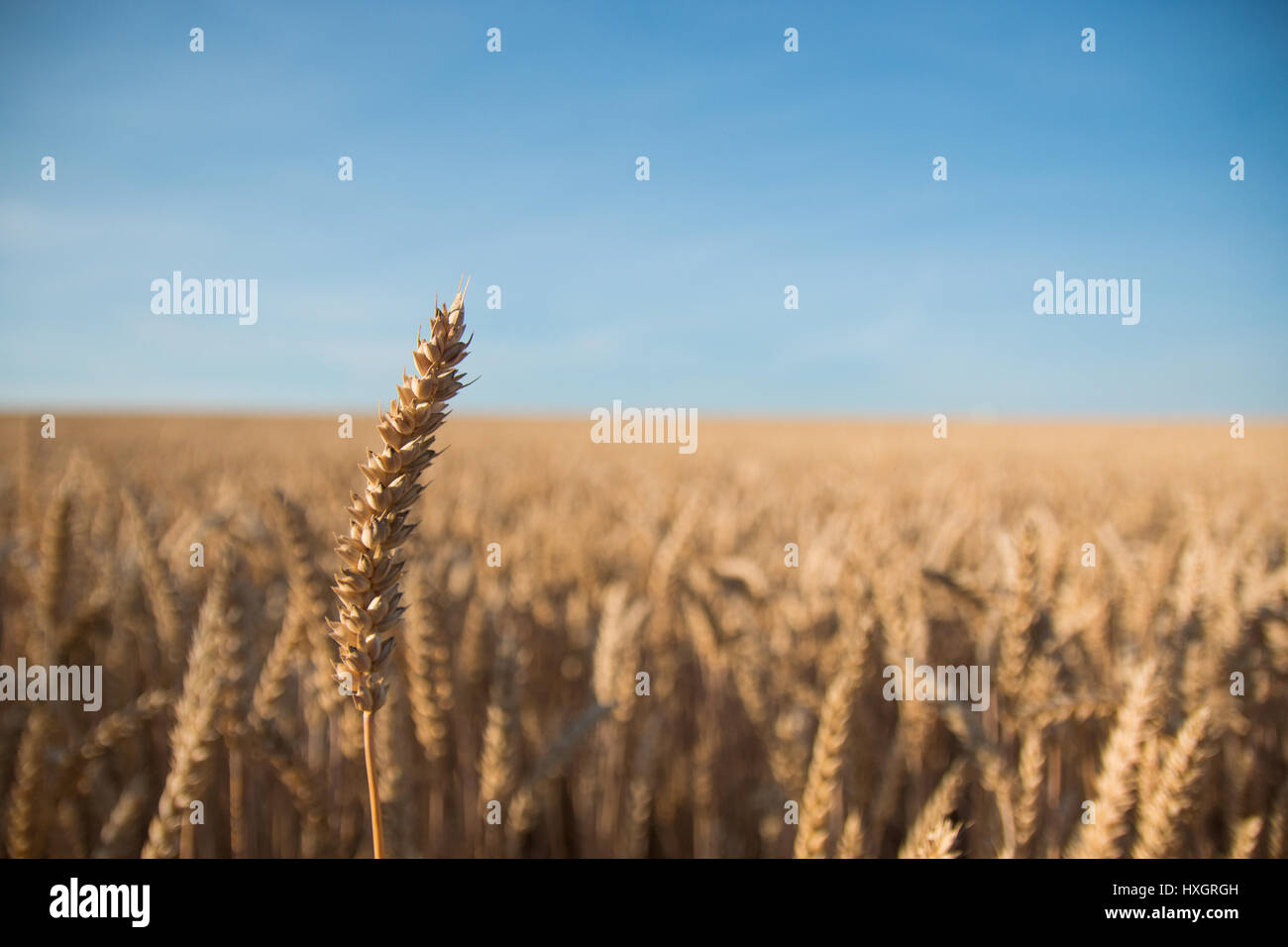 Golden wheat field with blue sky in background, czech republic Stock ...