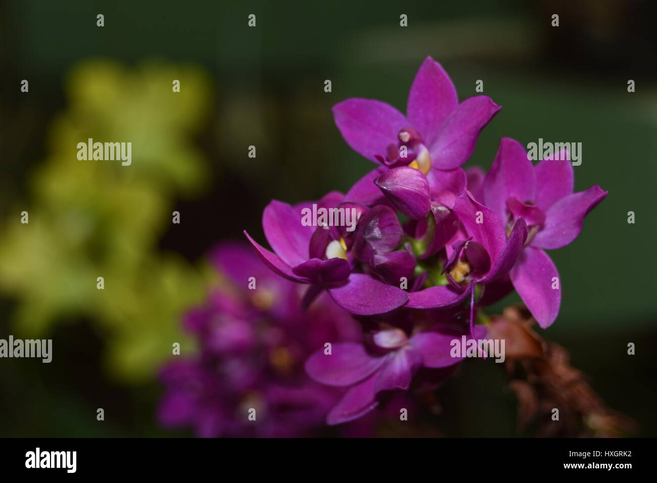 Colorful flowers vector hi-res stock photography and images - Alamy