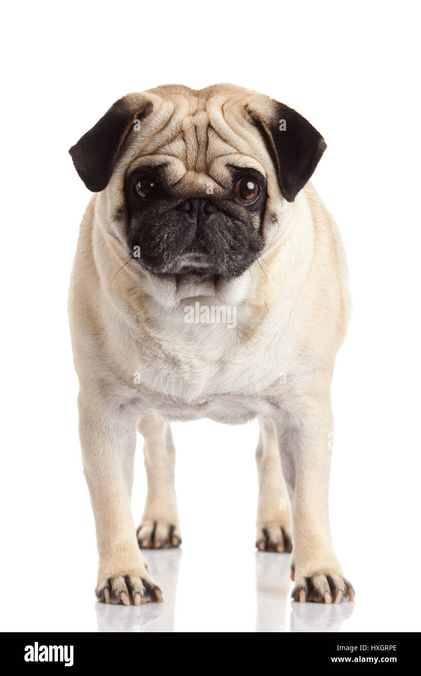 pug dog isolated on a white background Stock Photo - Alamy