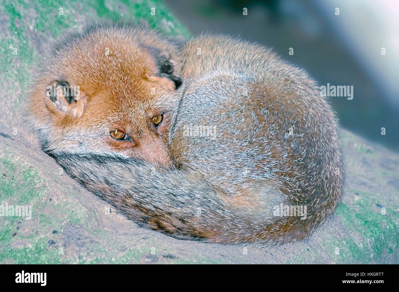Tail coiled hi-res stock photography and images - Alamy