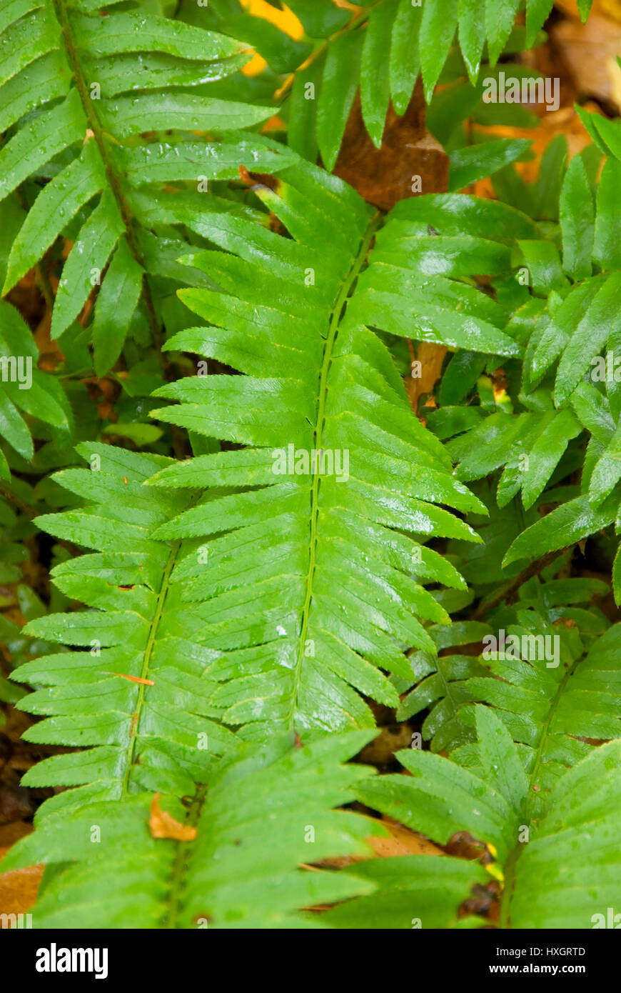 Christmas fern polystichum acrostichoides hi-res stock photography and ...