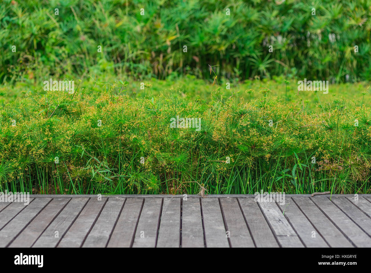 Backdrop of wooden steps hi-res stock photography and images - Alamy