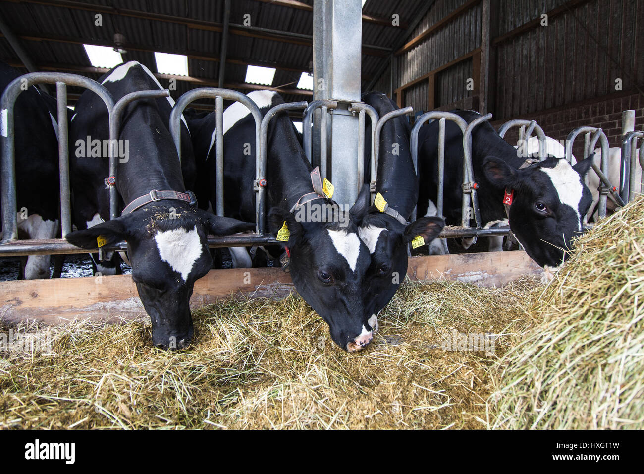 cows in a farm. Dairy cows in a farm Stock Photo - Alamy