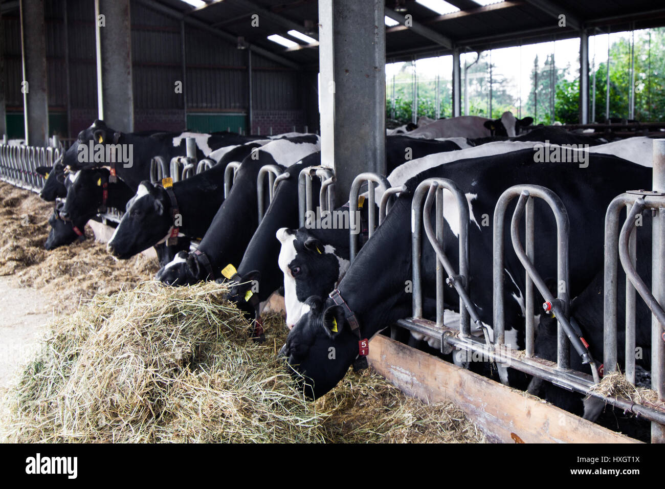 cows in a farm. Dairy cows in a farm Stock Photo - Alamy