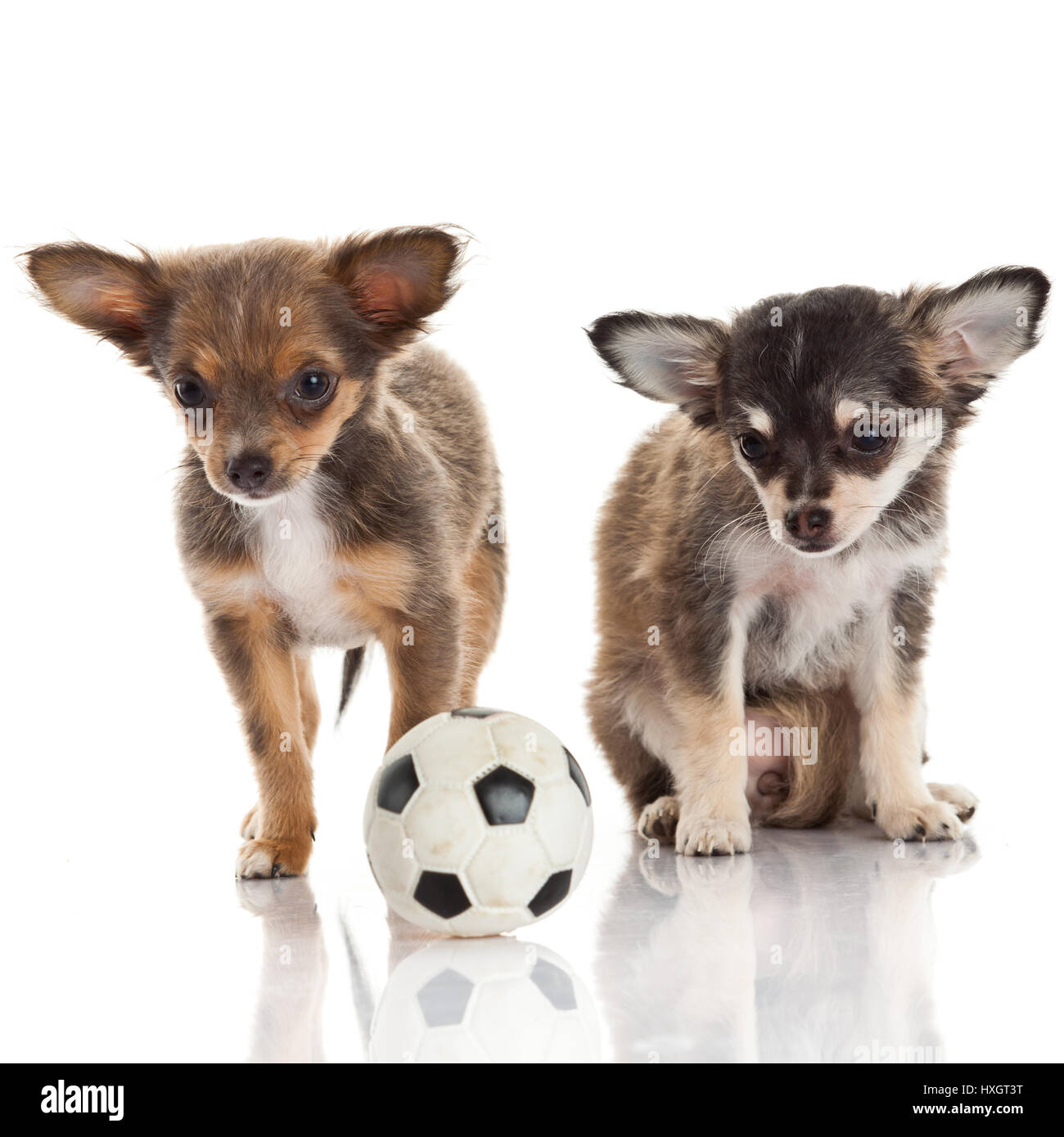 Two chihuahua puppies Stock Photo - Alamy