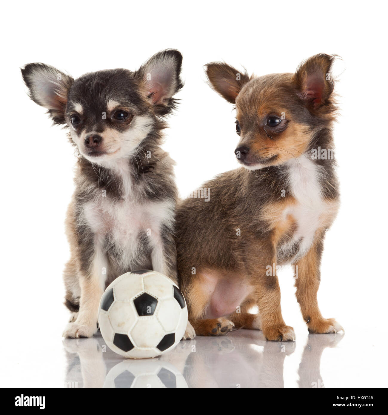 Two chihuahua puppies Stock Photo - Alamy