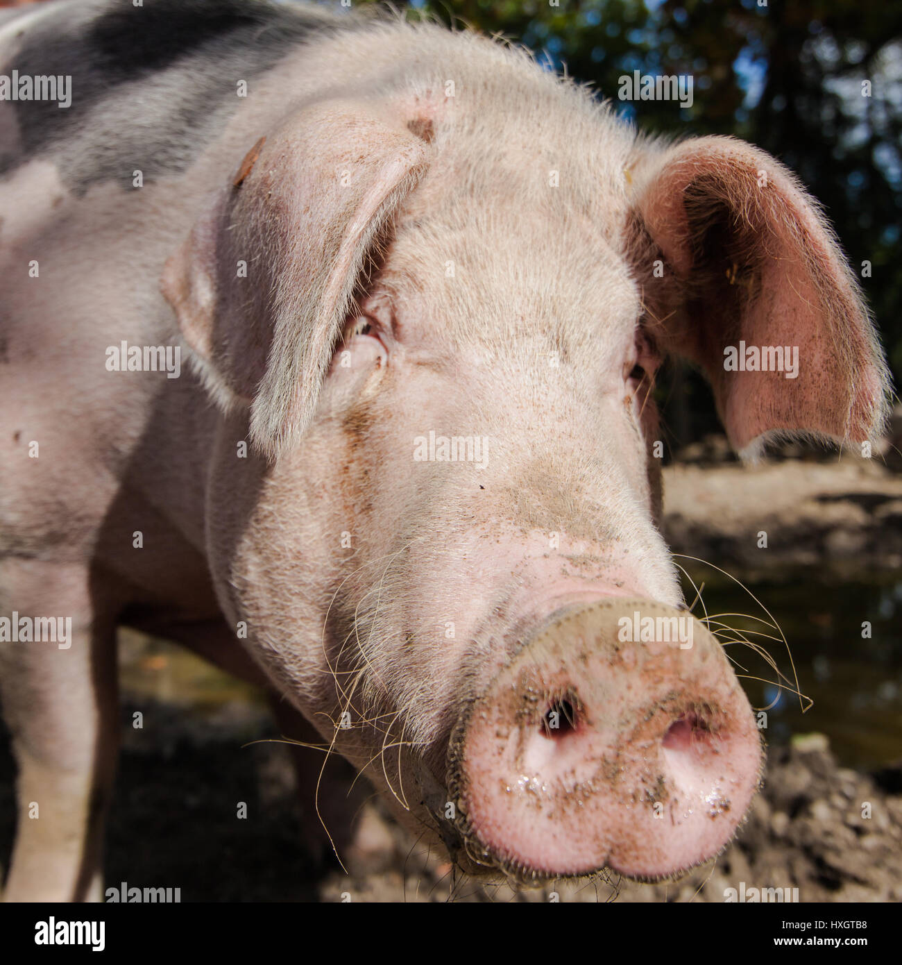 Swabian Pig, German Breed Stock Photo - Alamy