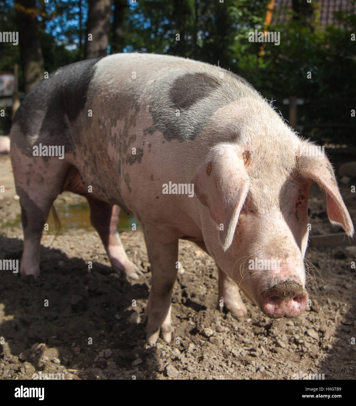 Swabian Pig, German Breed Stock Photo - Alamy