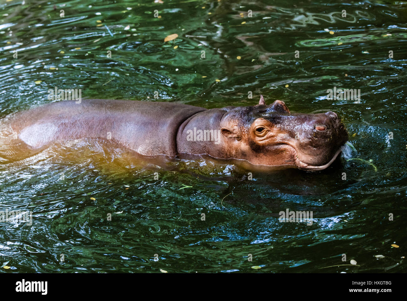 Hippo breeding zoo hi-res stock photography and images - Alamy