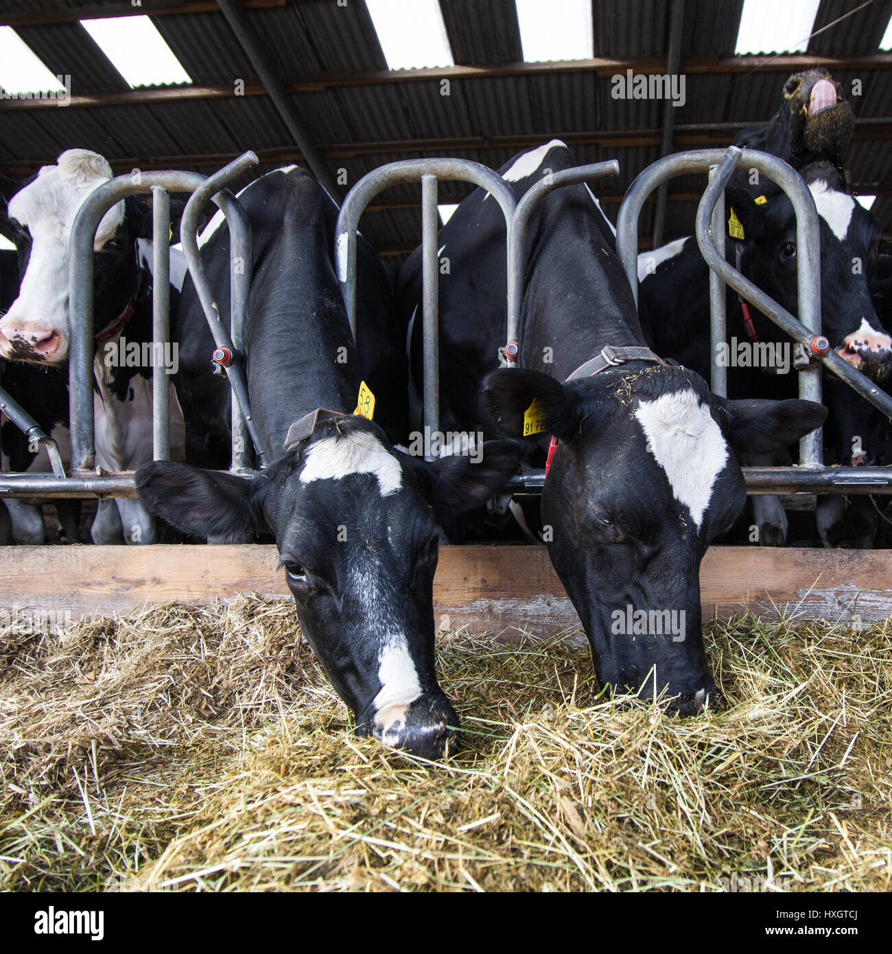 cows in a farm. Dairy cows in a farm Stock Photo - Alamy