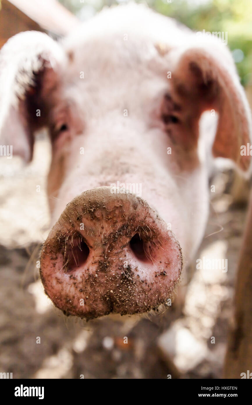 Swabian Pig, German Breed Stock Photo - Alamy