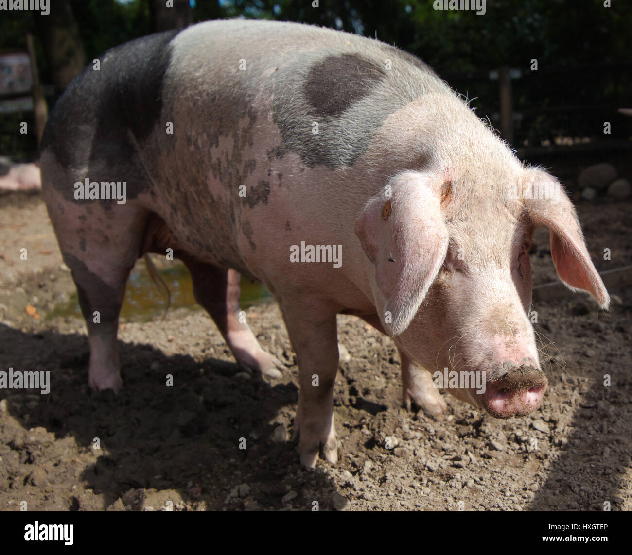 Swabian Pig, German Breed Stock Photo - Alamy