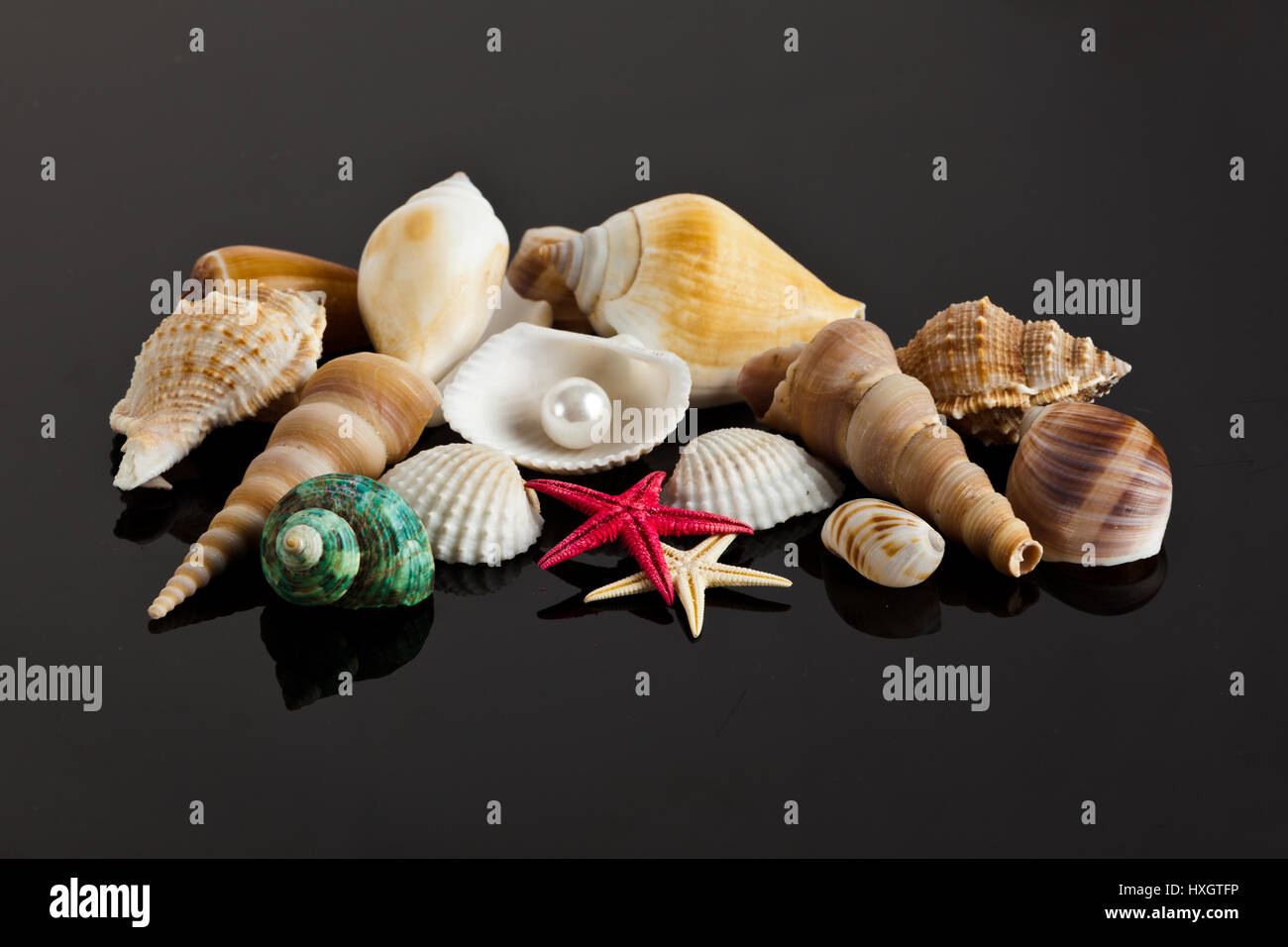 sea star and shells Stock Photo - Alamy