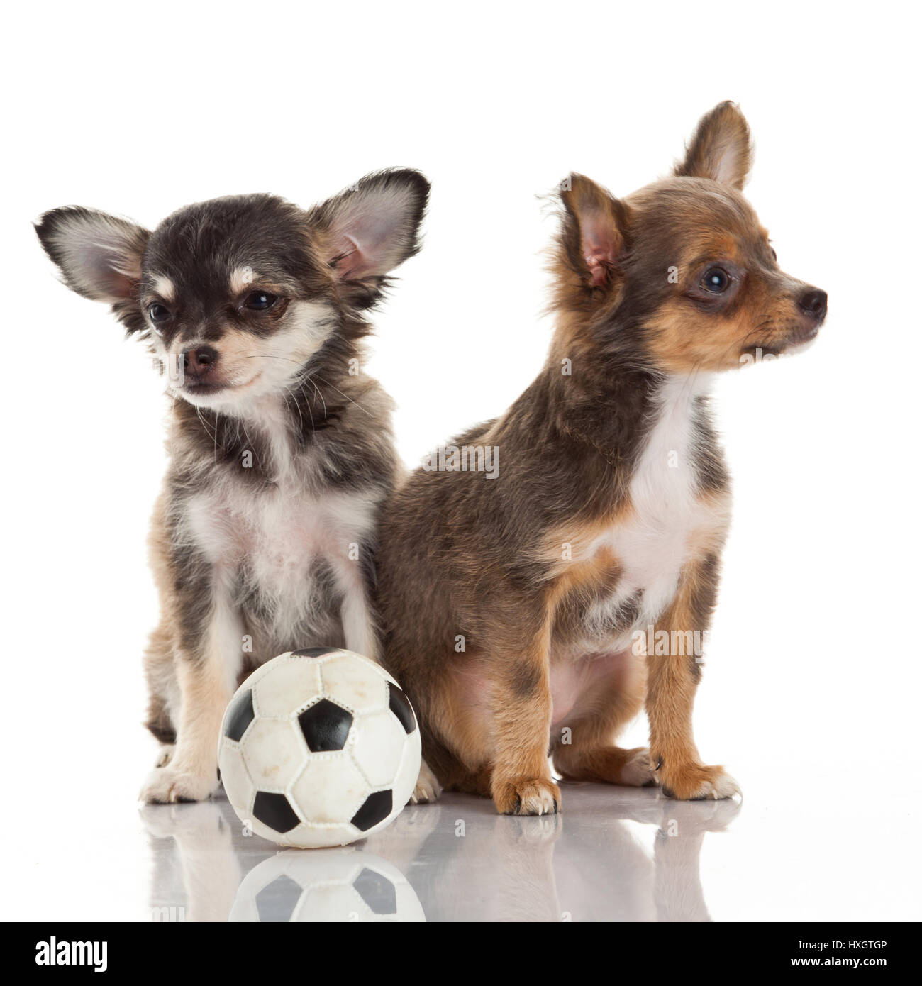 Two chihuahua puppies Stock Photo - Alamy