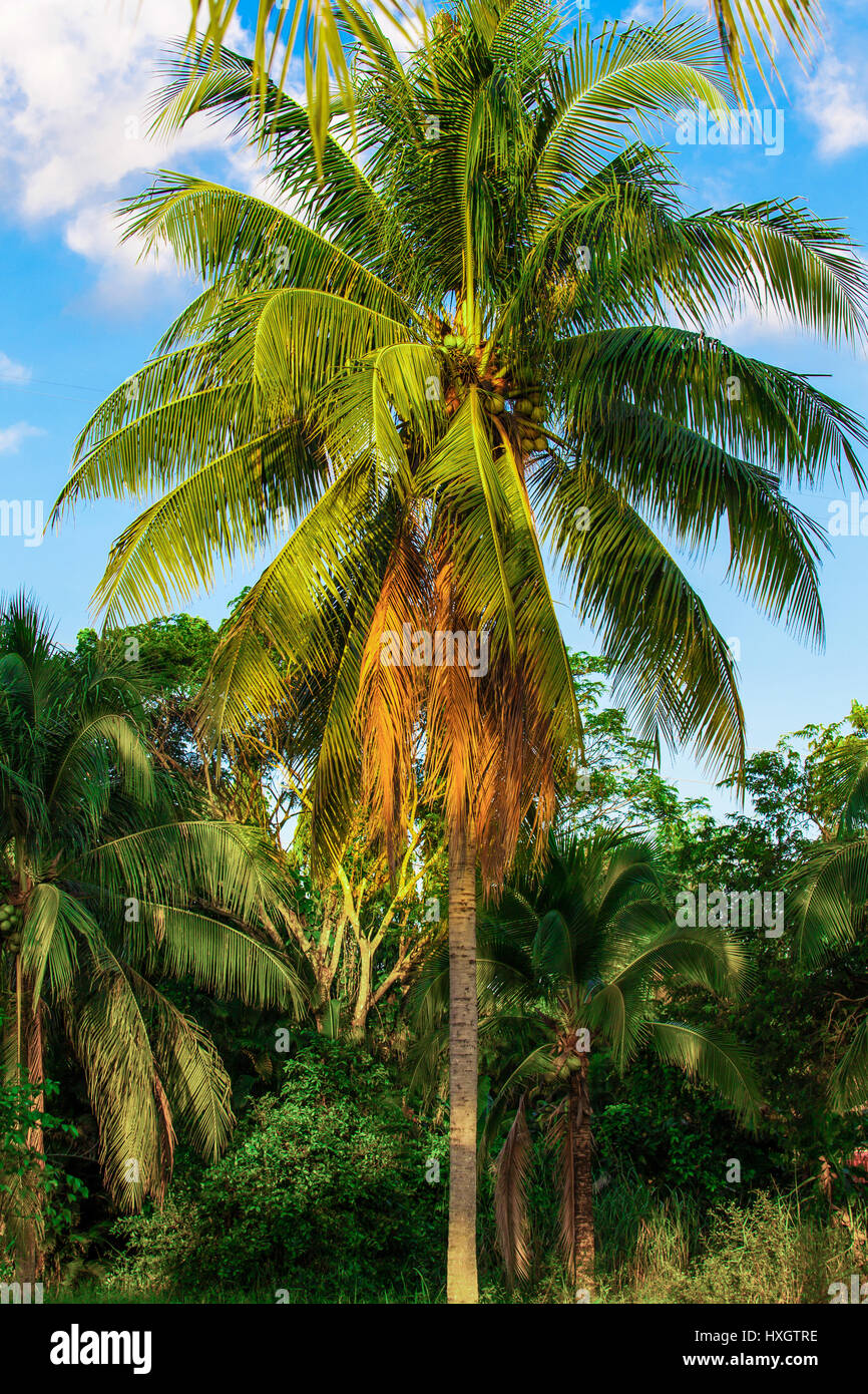 Coconut tree. Coconut Fruit on palm tree Stock Photo - Alamy