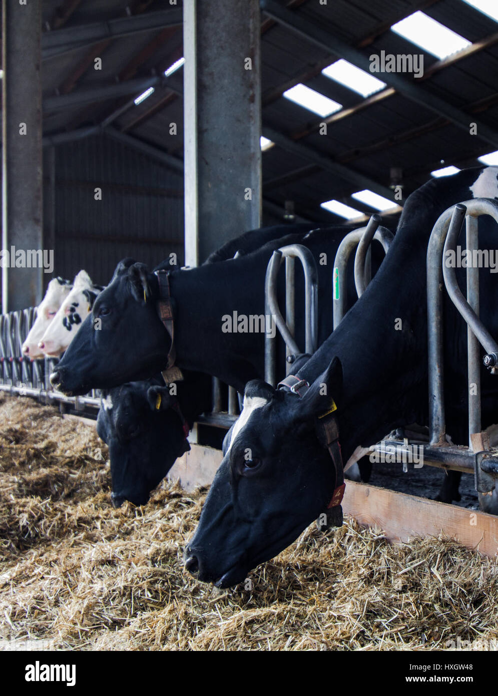 Cows on Farm Stock Photo - Alamy