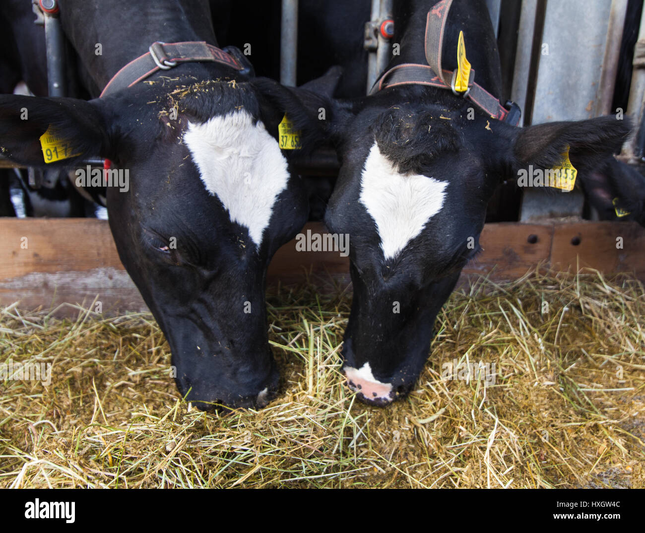 Cows on Farm Stock Photo - Alamy