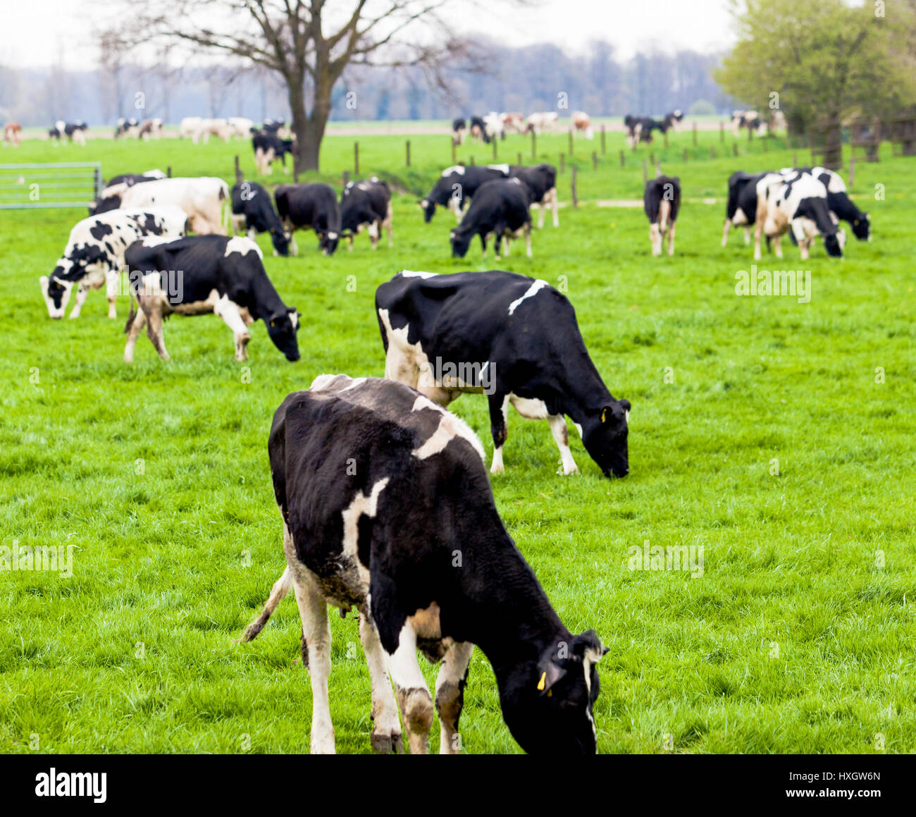 Cows on farmland Stock Photo - Alamy