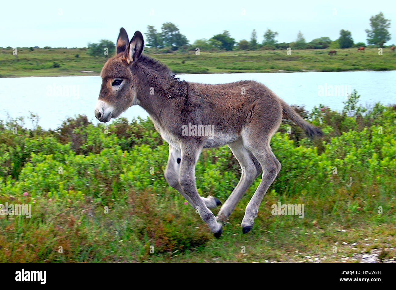 Galloping New Forest donkey Stock Photo - Alamy