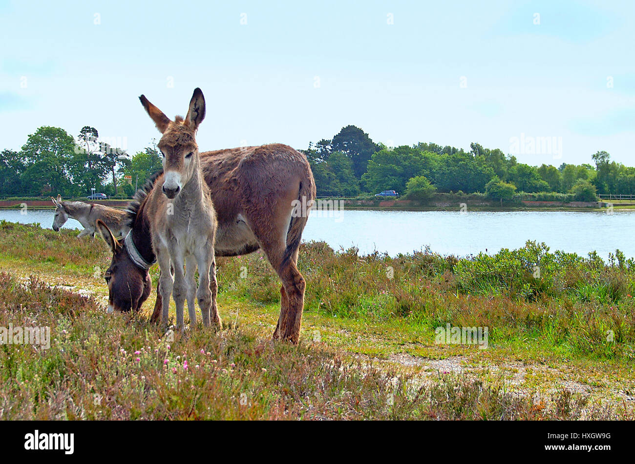 New forest donkey grazing hi-res stock photography and images - Alamy