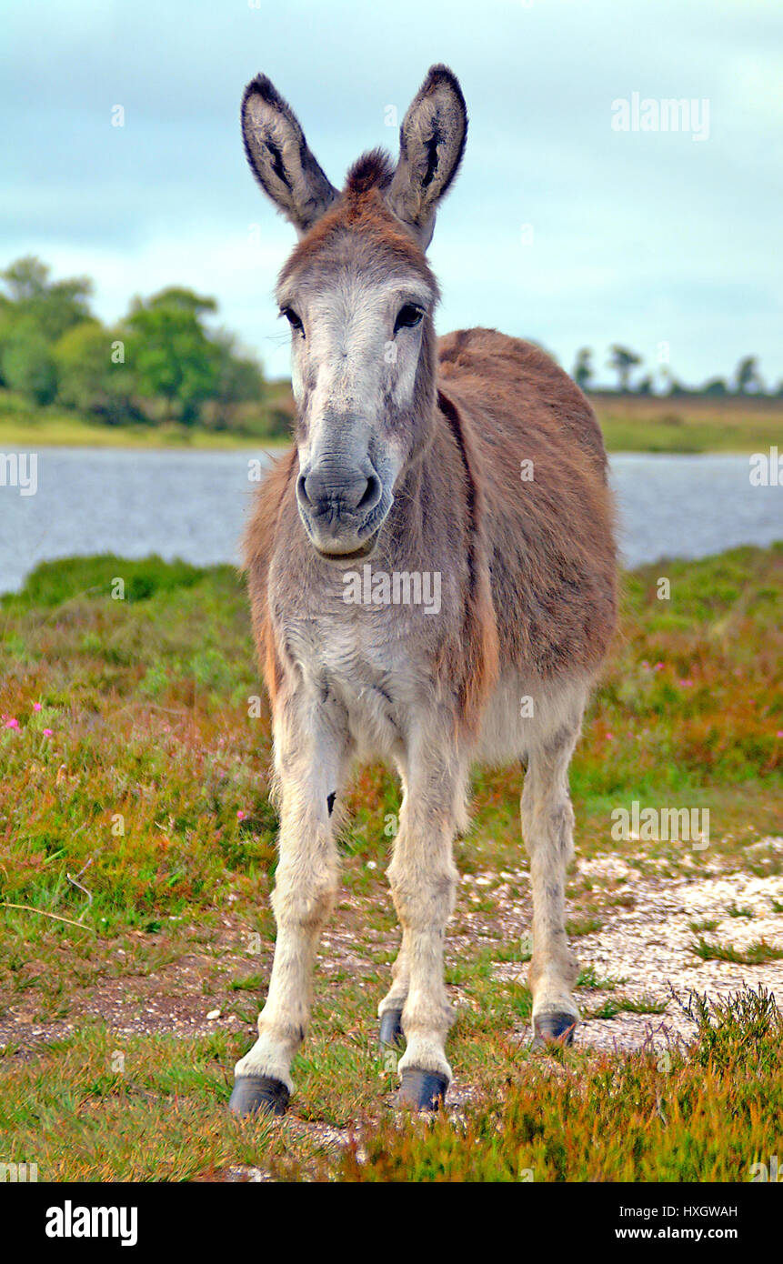 New Forest Donkey Stock Photo - Alamy