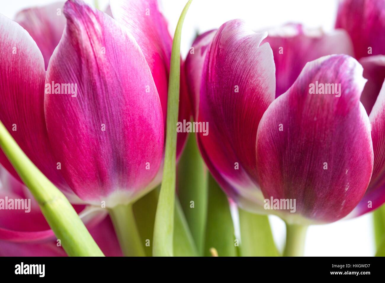 Beautiful two colored tulips close up on white background. Isolated ...