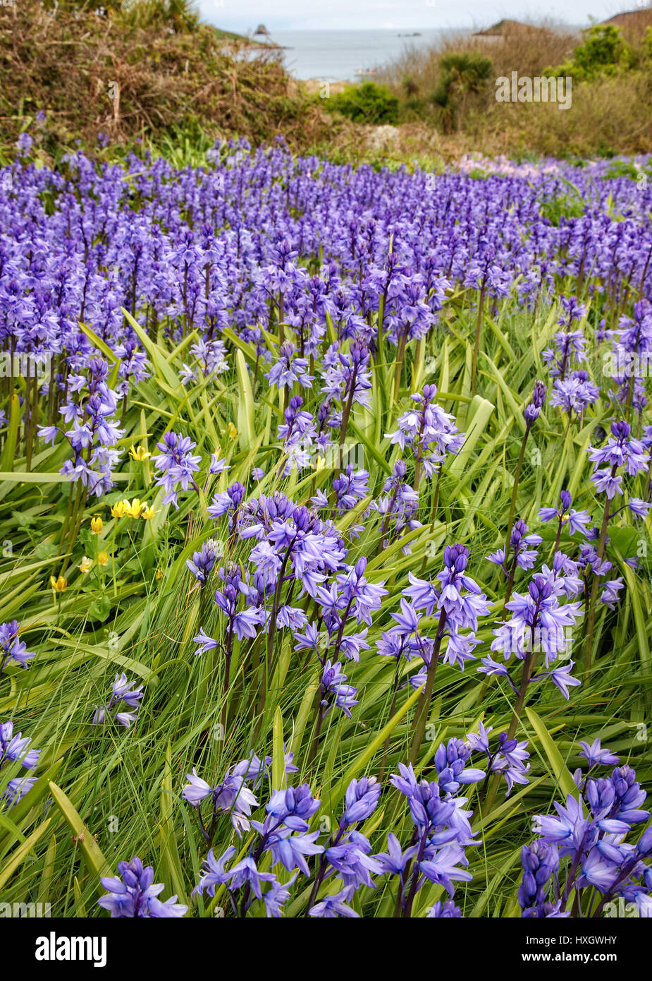 Spanish bluebells Hyacynthoides hispanica in the corner of a field on ...