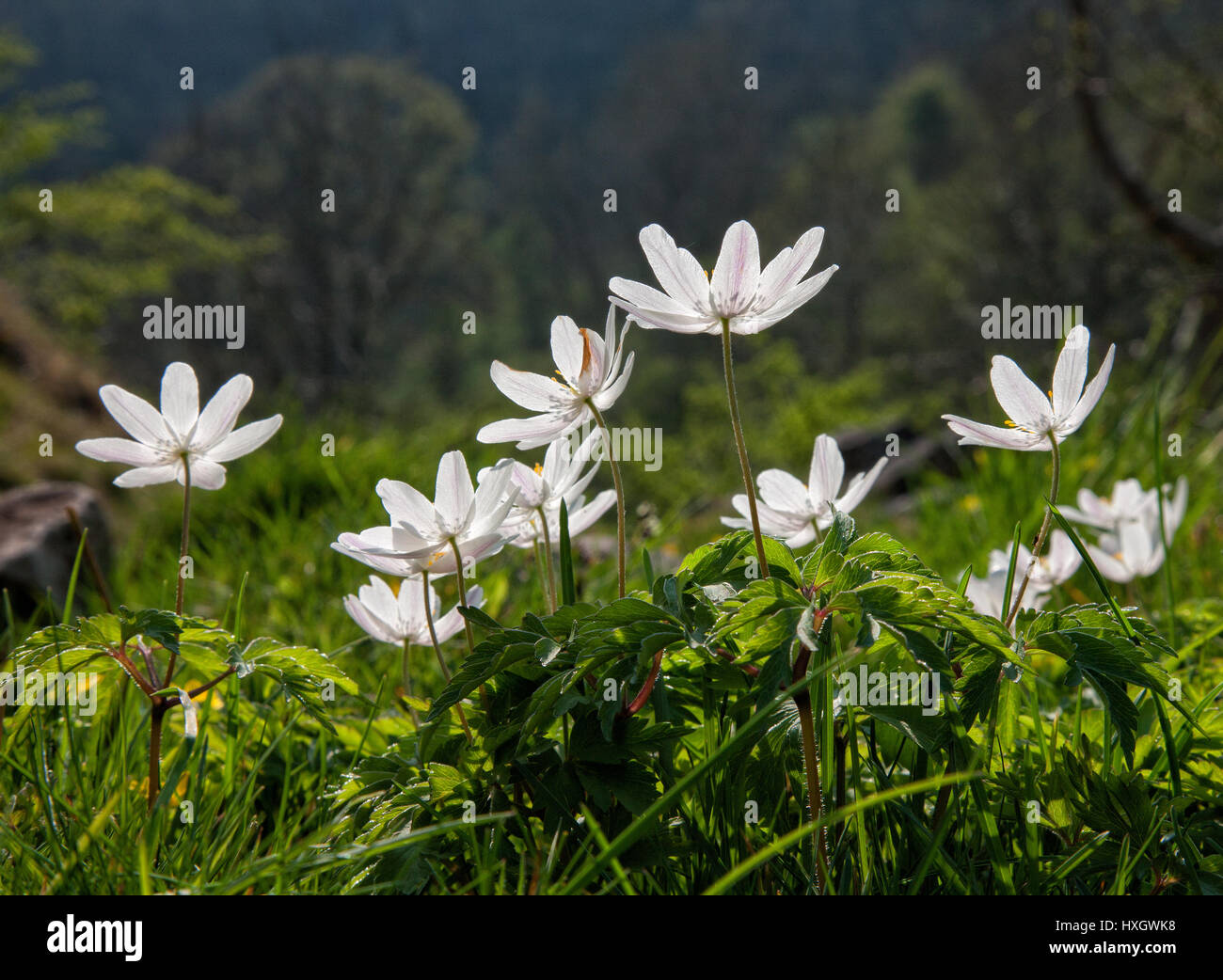 Monks dale peak district hi-res stock photography and images - Alamy