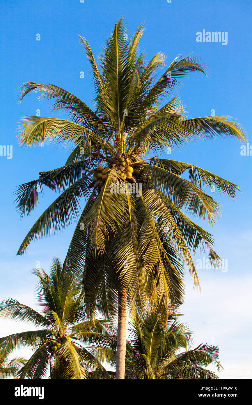 Coconut tree. Coconut Fruit on palm tree Stock Photo - Alamy