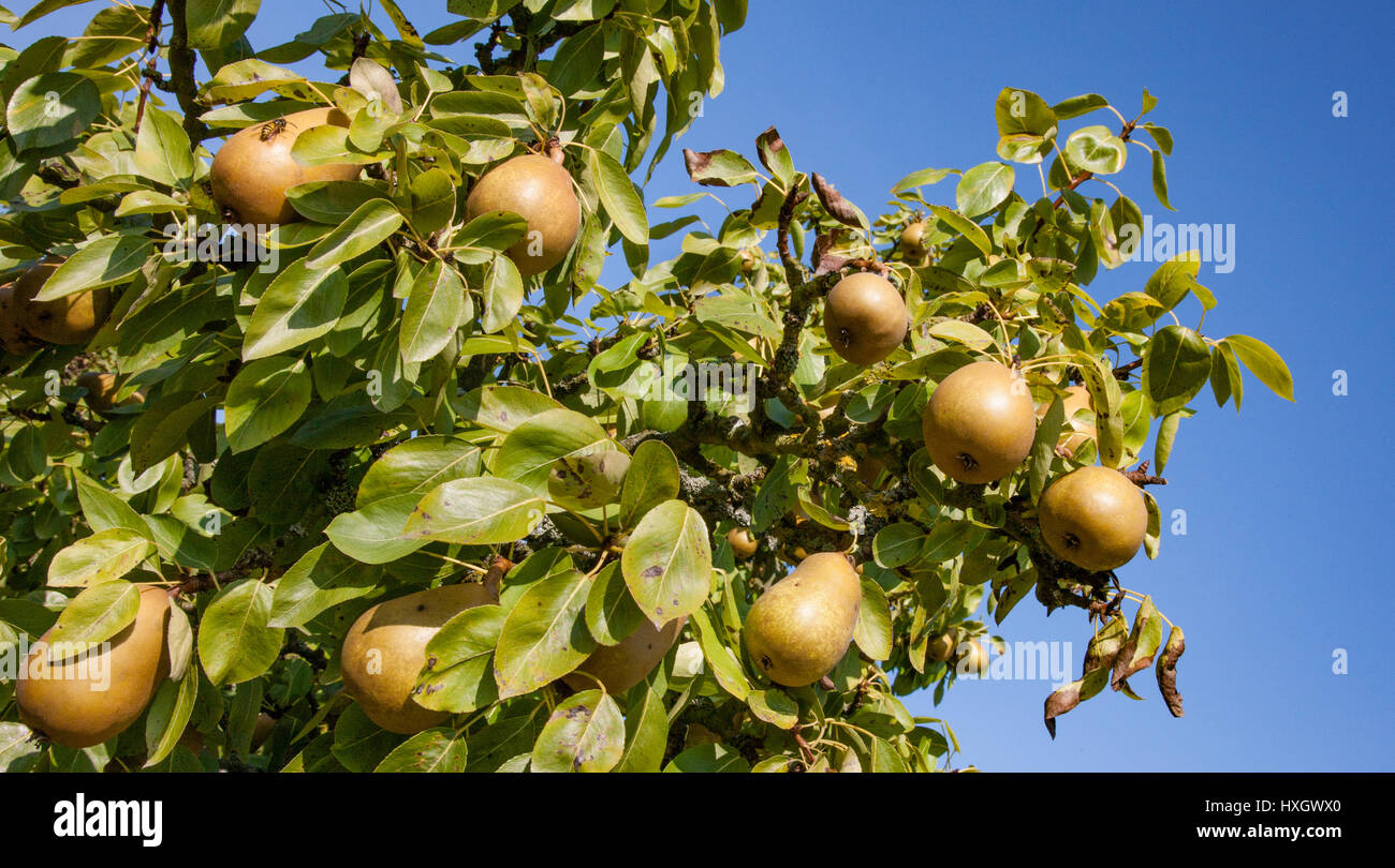 Pear tree laden with fruit in a Kent orchard UK Stock Photo - Alamy