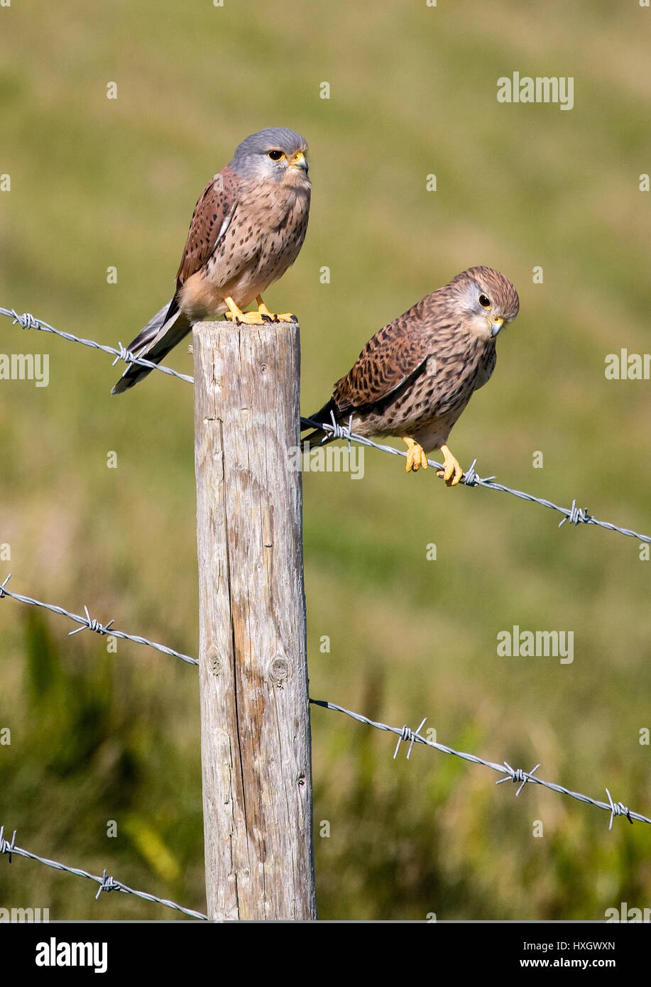 Kestrel pair Falco tinnunculus at rest on a barbed wire fence on the ...