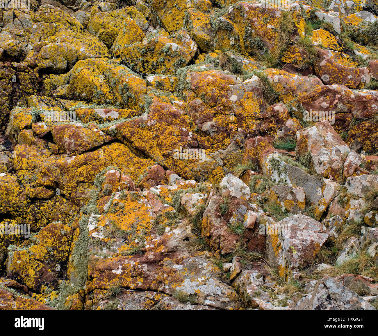 Limestone sea cliffs with colourful lichen community at Sand Point on ...