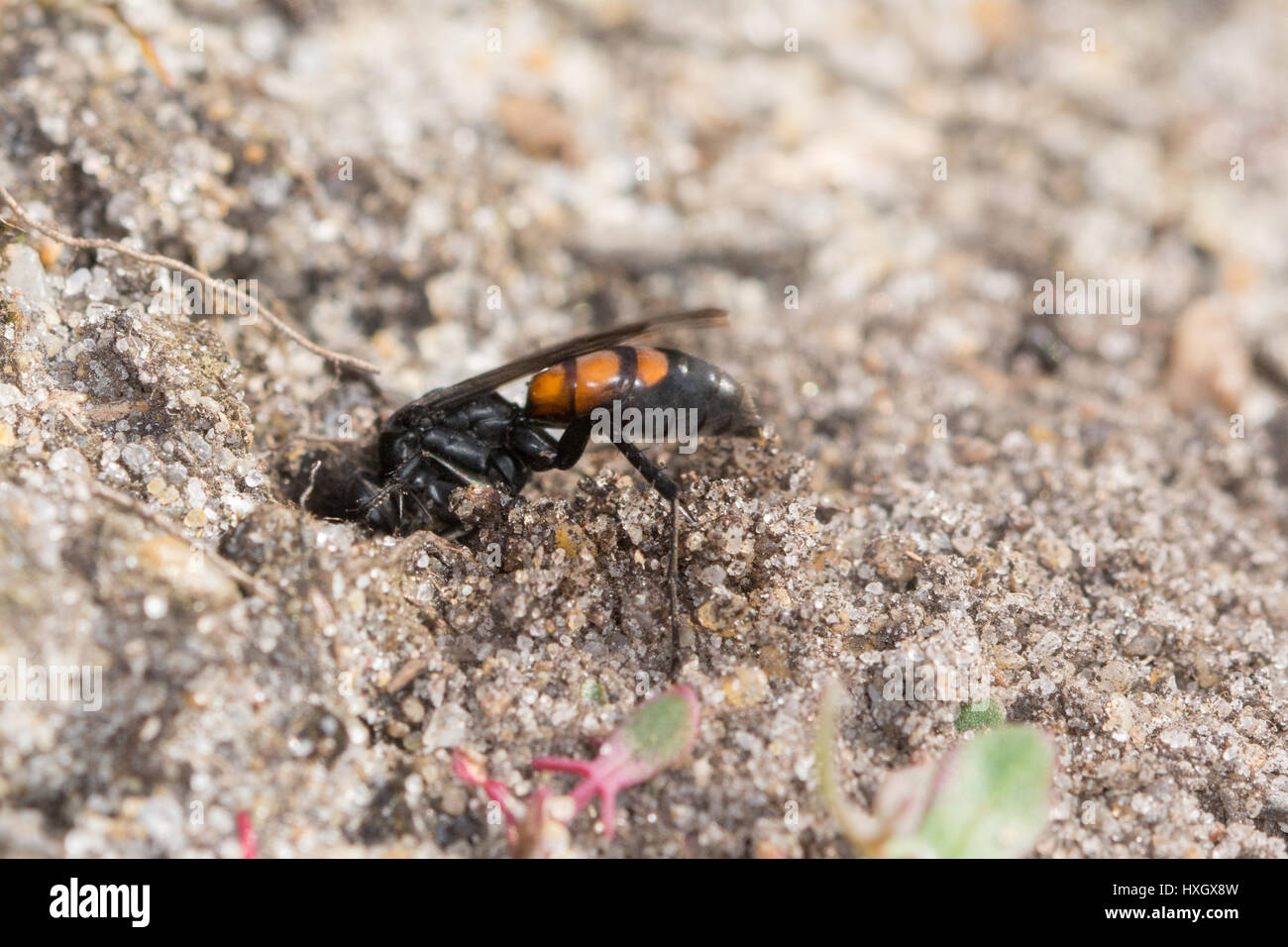 Black-banded spider wasp (Anoplius viaticus) digging a burrow in the ...