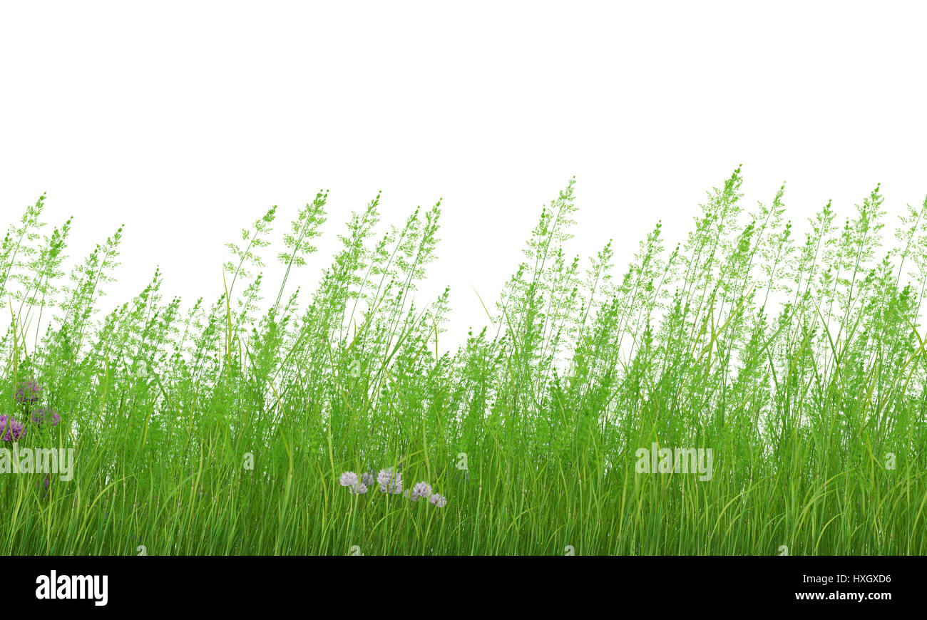 Close up view dense grass hi-res stock photography and images - Alamy