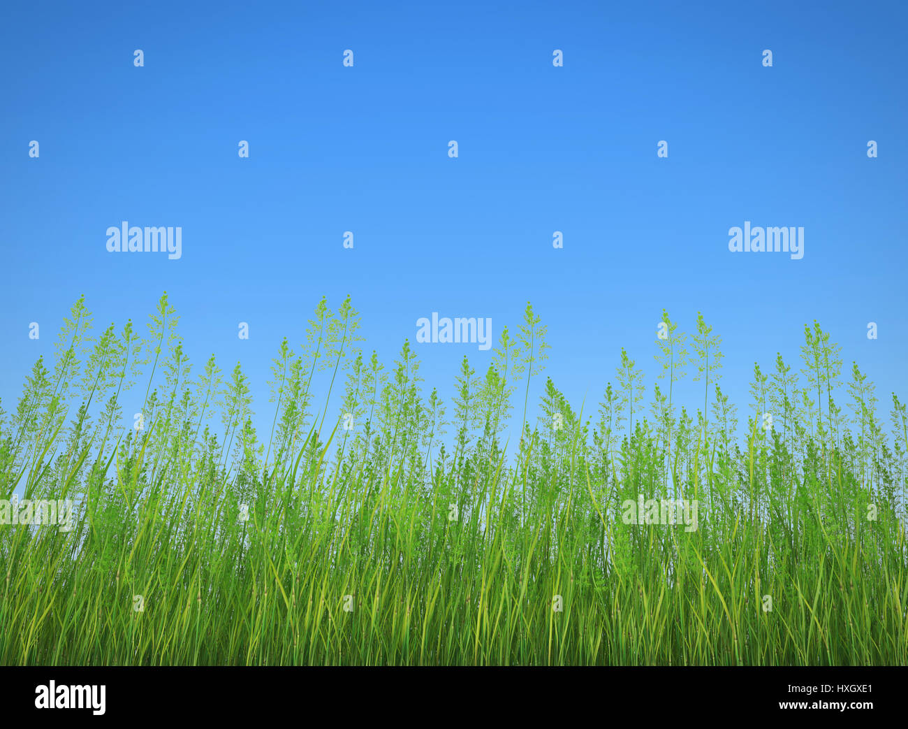 grass and sky Stock Photo - Alamy