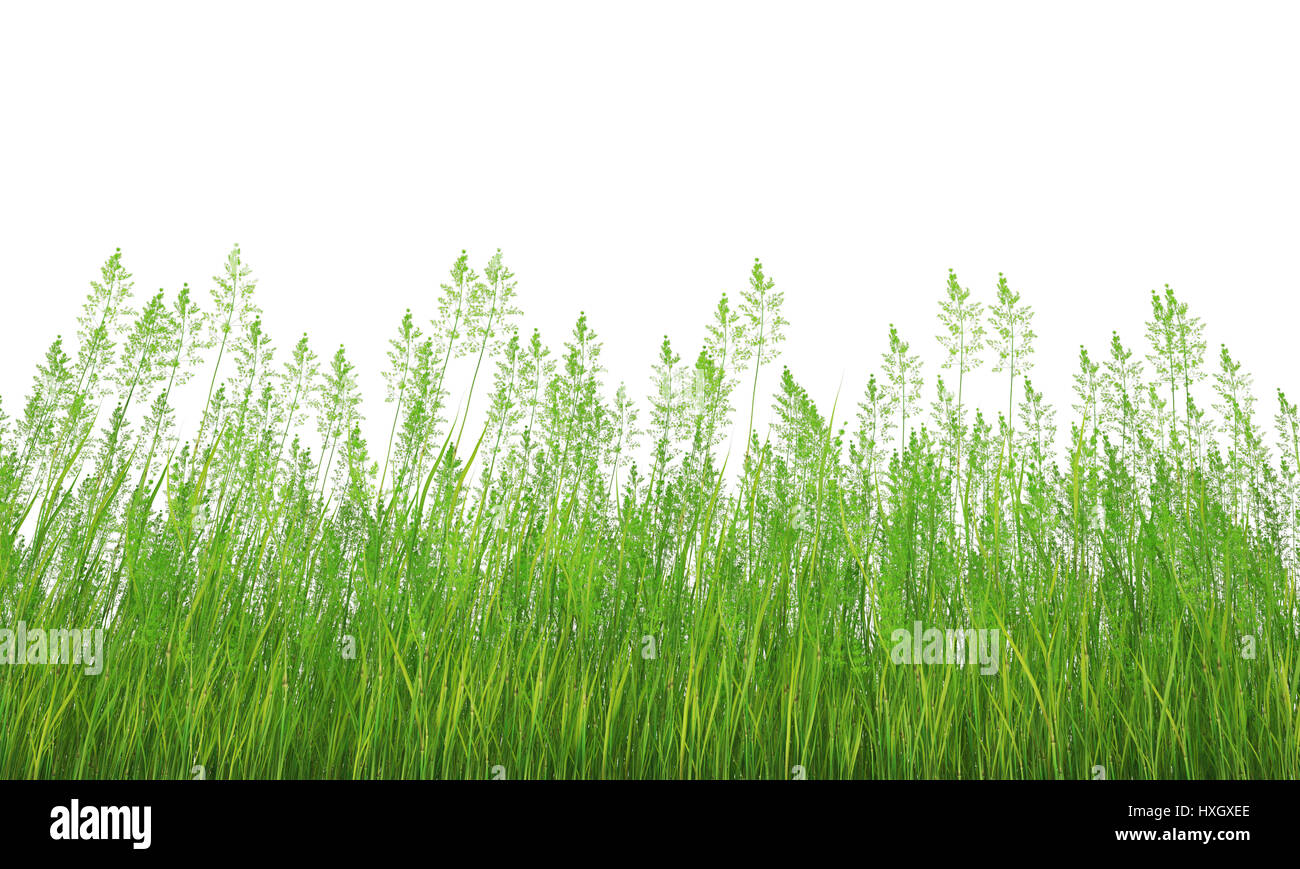 View tall wild grass hi-res stock photography and images - Alamy