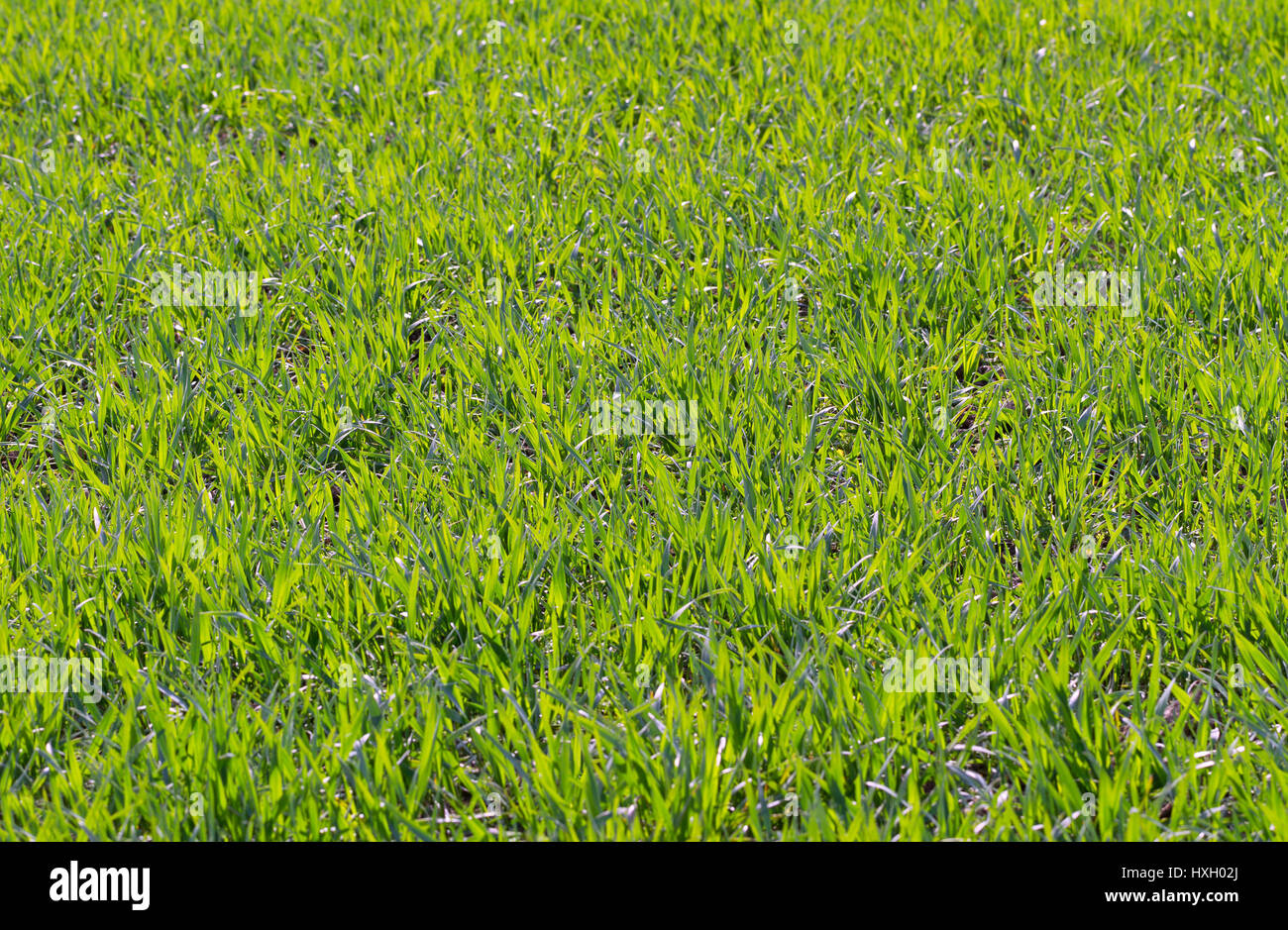 Green wheat field in a spring Stock Photo - Alamy