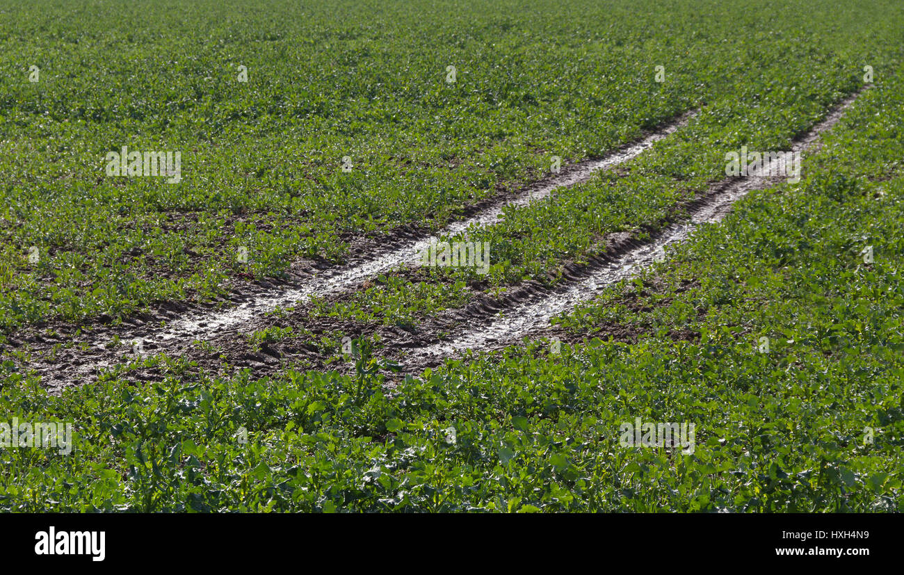 Country landscape with tractor trail Stock Photo - Alamy