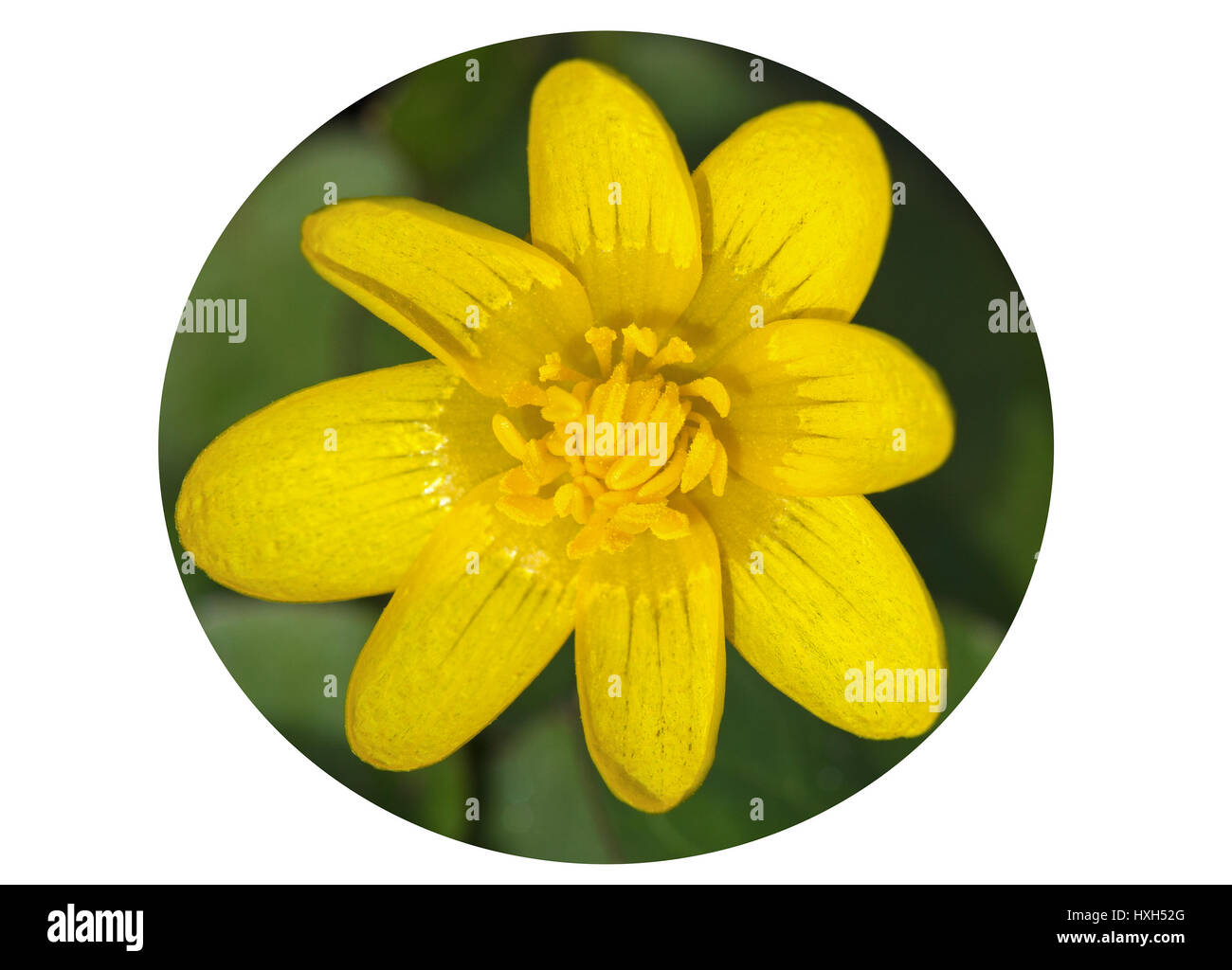 Plant of marsh marigold, caltha palustris Stock Photo - Alamy
