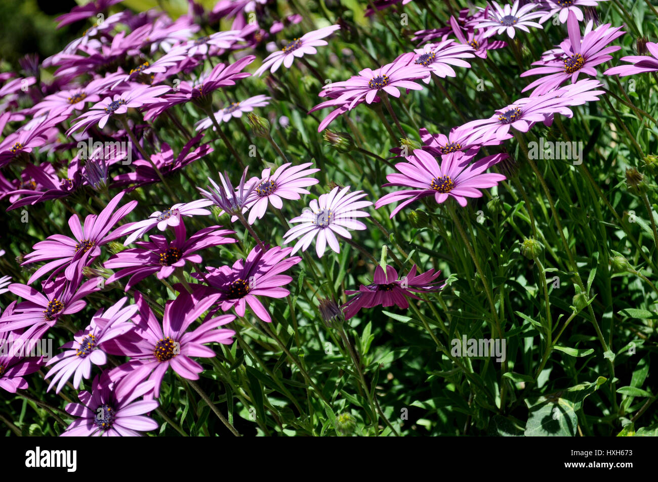 pink cape daisies Stock Photo - Alamy