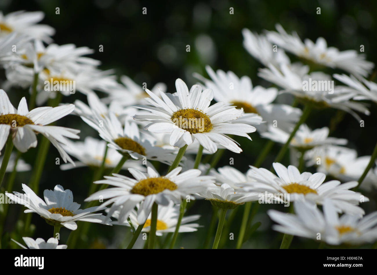 Blooming field of common daisies flowering Stock Photo - Alamy