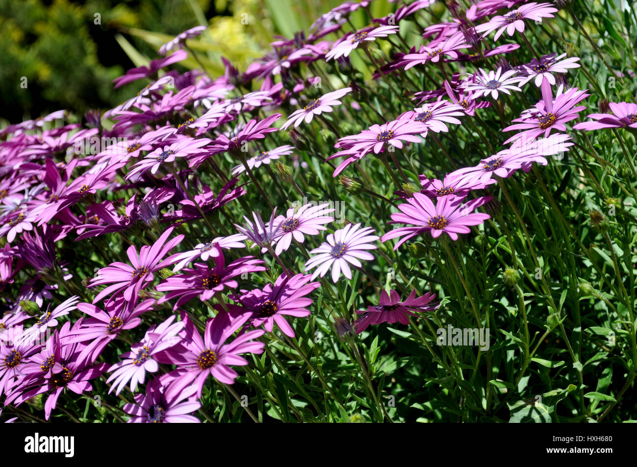 pink cape daisies Stock Photo - Alamy