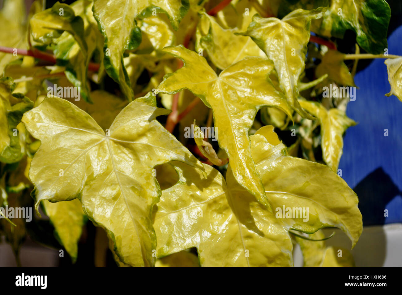fresh yellow ivy on wall Stock Photo - Alamy