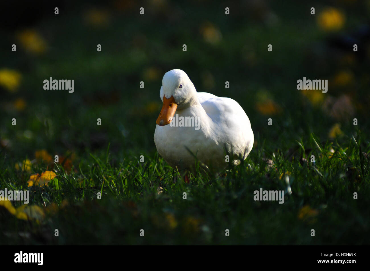 Domestic goose in a park Stock Photo - Alamy