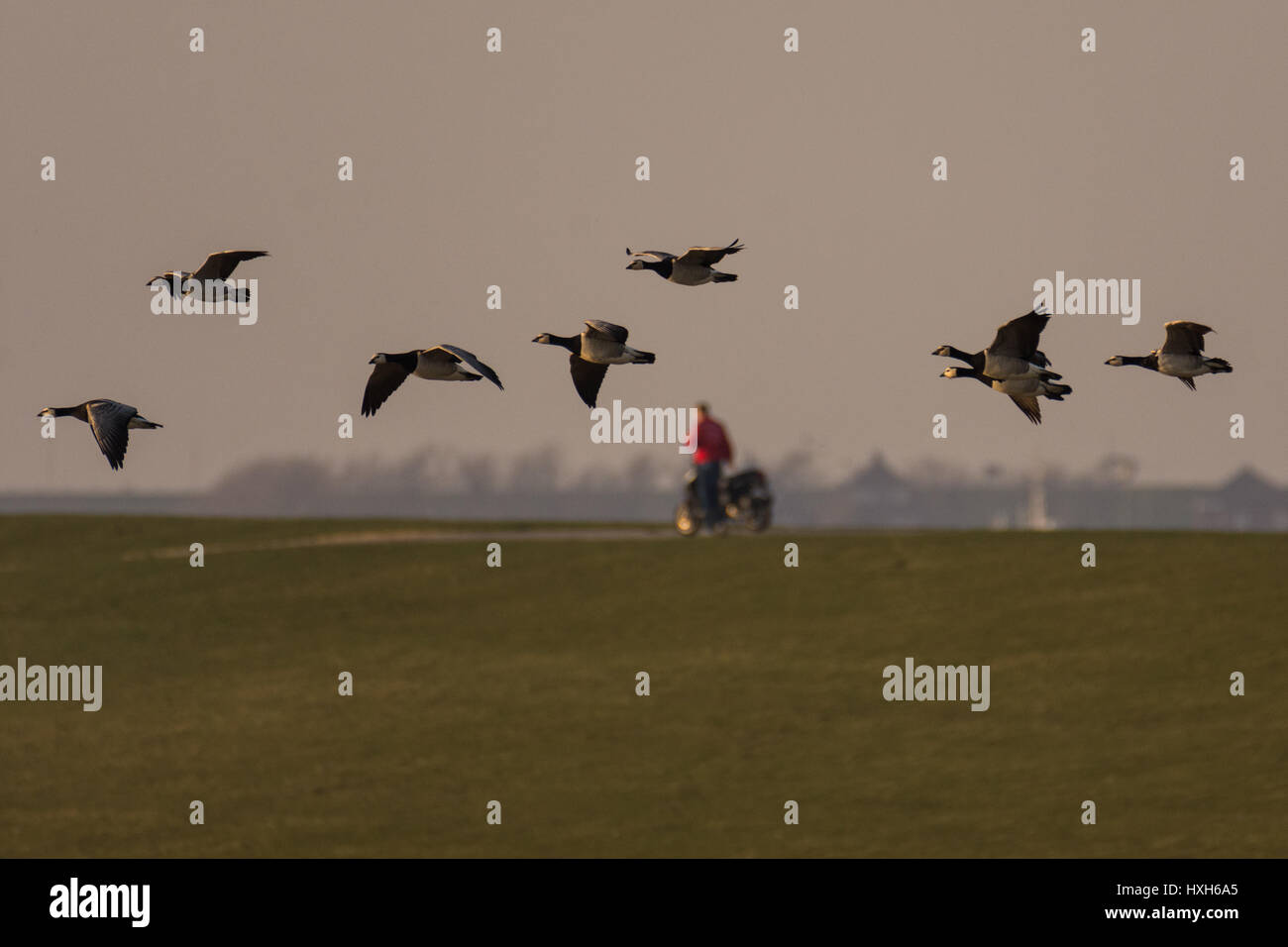 flock of flying Barnacle goose Branta leucopsis Stock Photo - Alamy