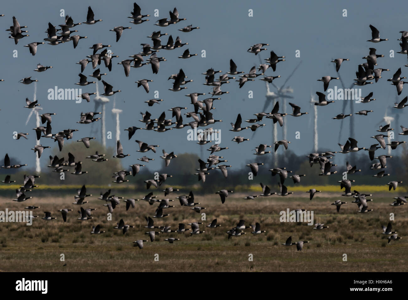Migrating barnacle goose hi-res stock photography and images - Alamy